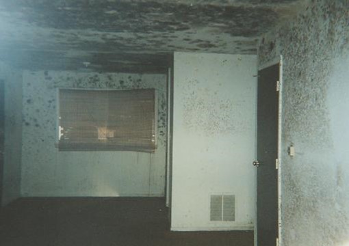 Mold Removal and Remediation: What it Means to Follow ANSI/IICRC S520 ...