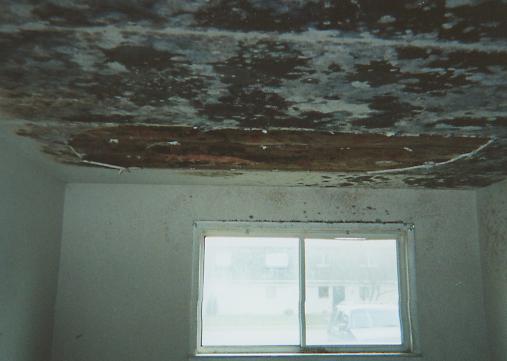 Mold Removal and Remediation: What it Means to Follow ANSI/IICRC S520 ...