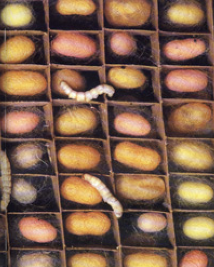 The Amazing Silkworm - Once a State Secret