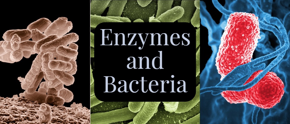 Clearing up Common Misunderstandings Between Enzymes and Bacteria